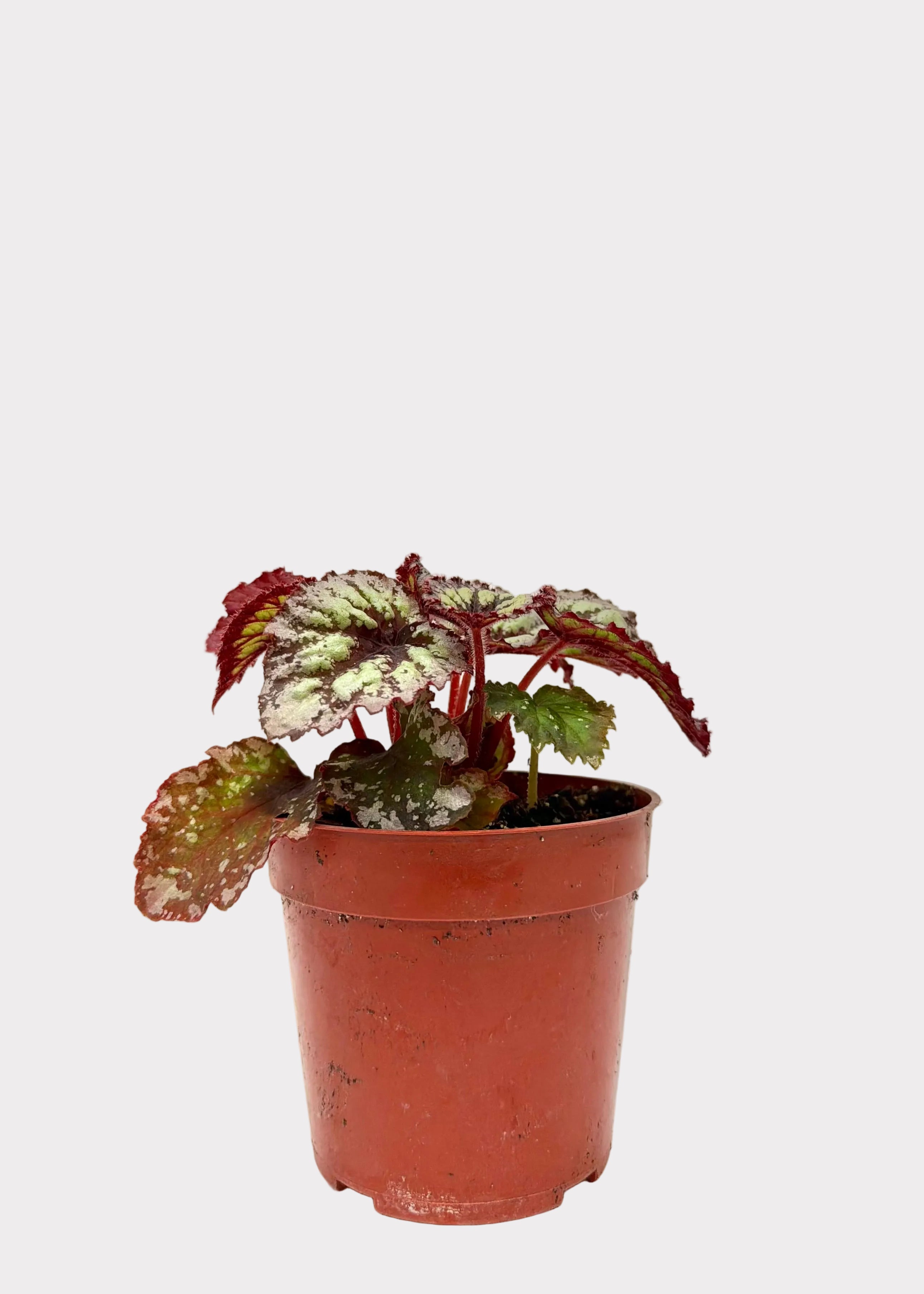 Begonia - Fireworks – Rainbow