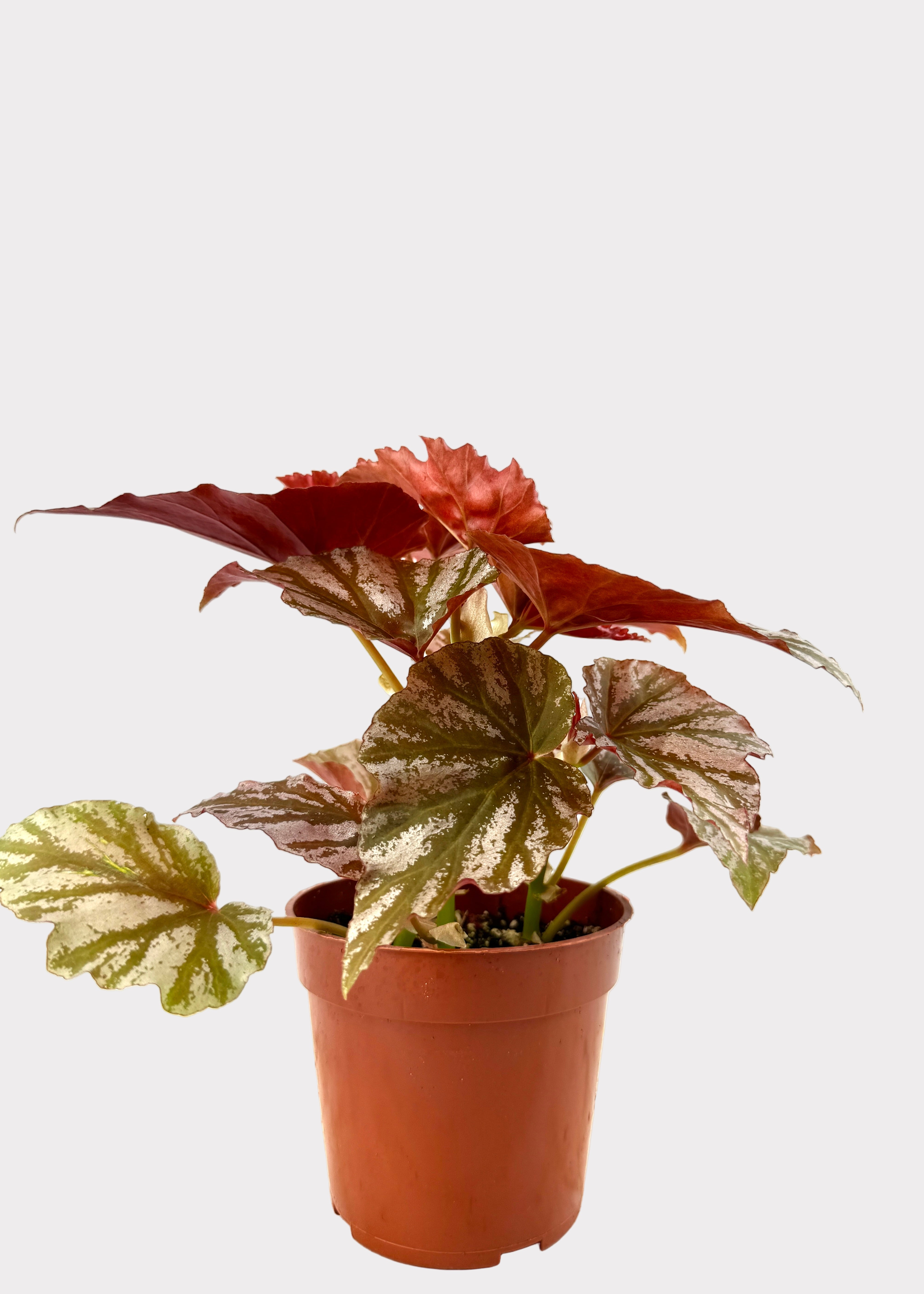 Begonia Highway – Striking Rex Begonia – Rainbow