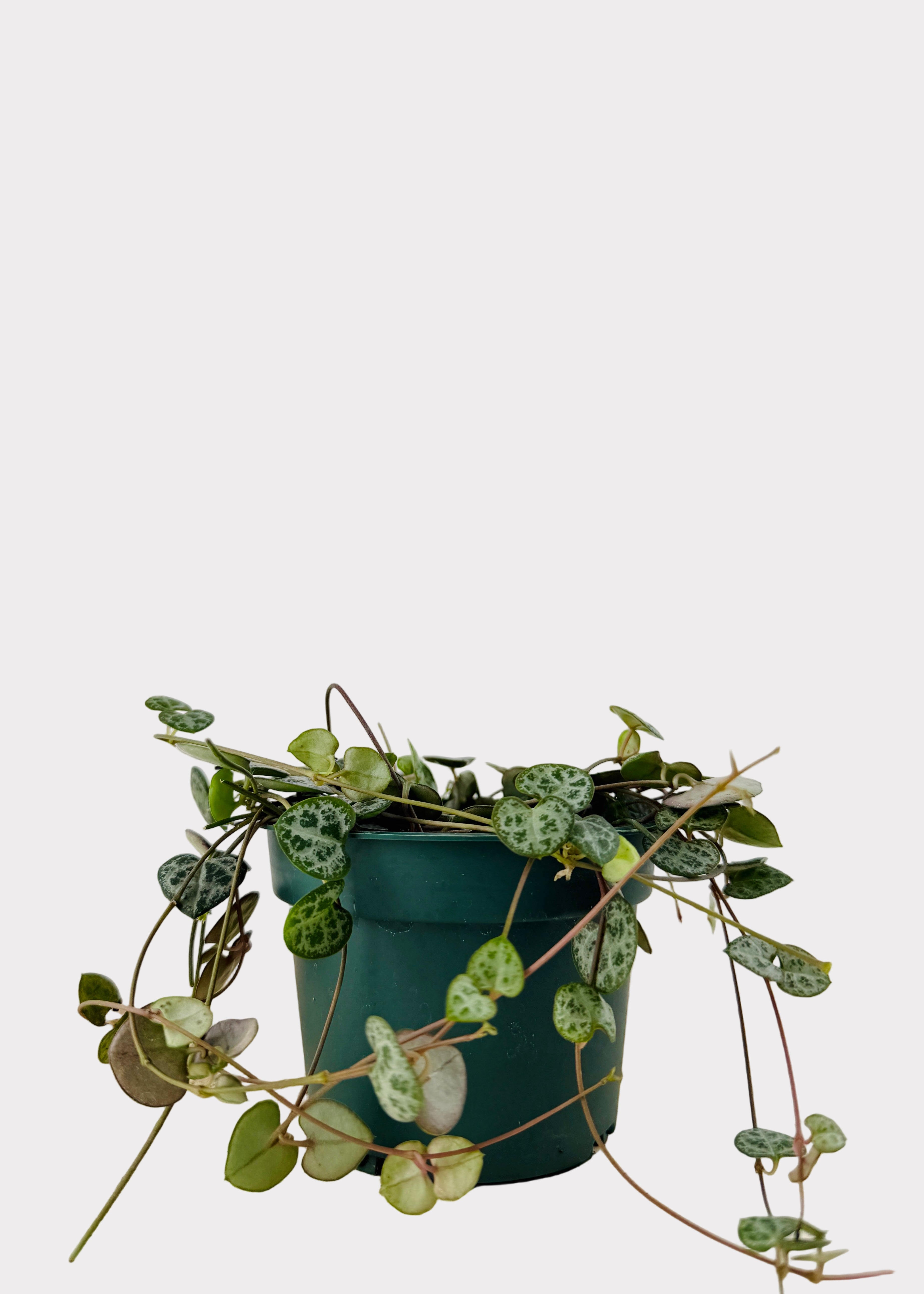 Ceropegia Woodii – String of Hearts – Rainbow