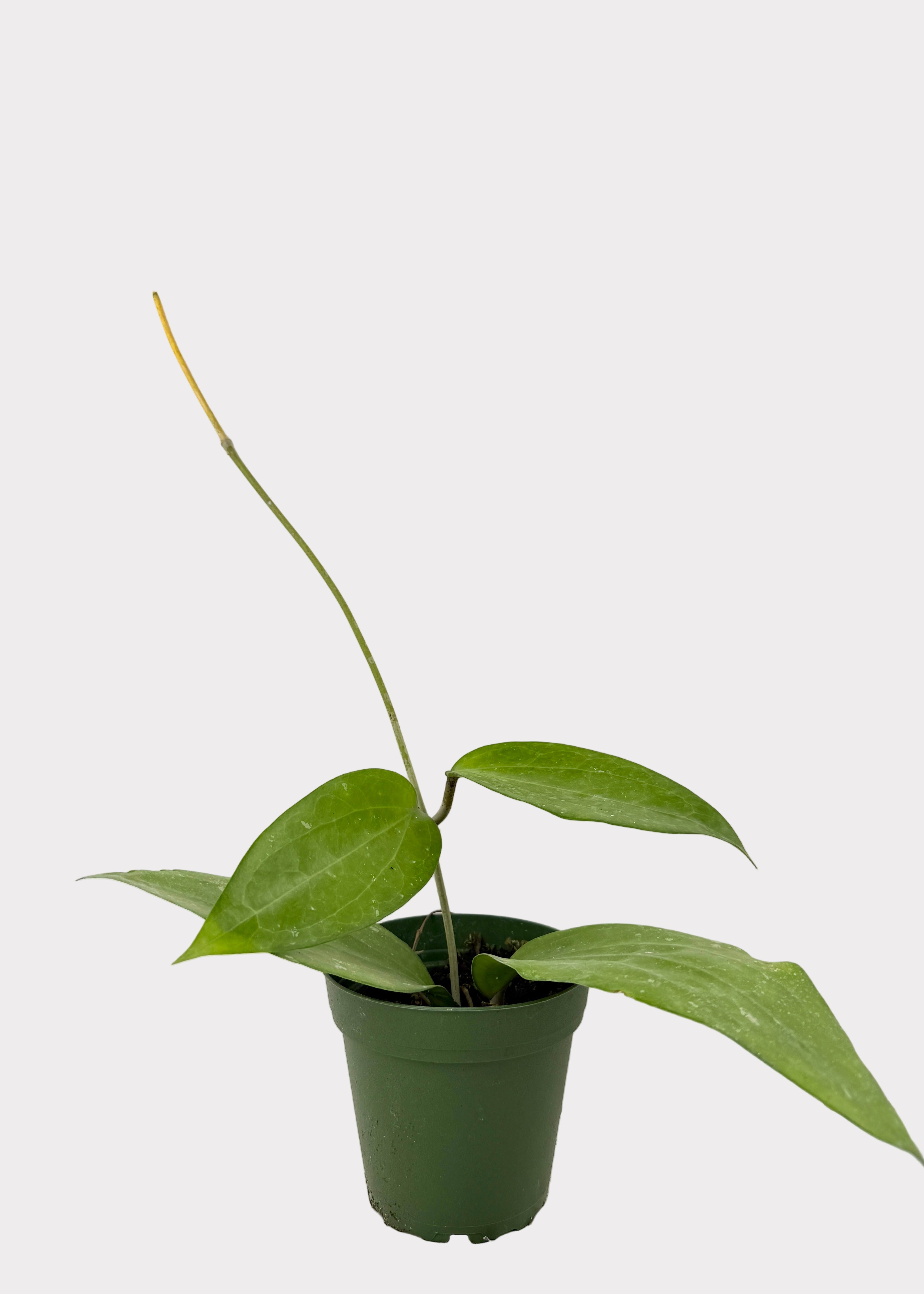 Hoya Cinnamomifolia – Rainbow