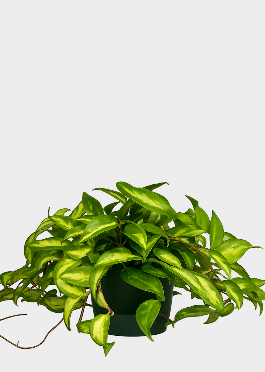 Hoya Krimson Princess – Variegated Wax Plant – Rainbow