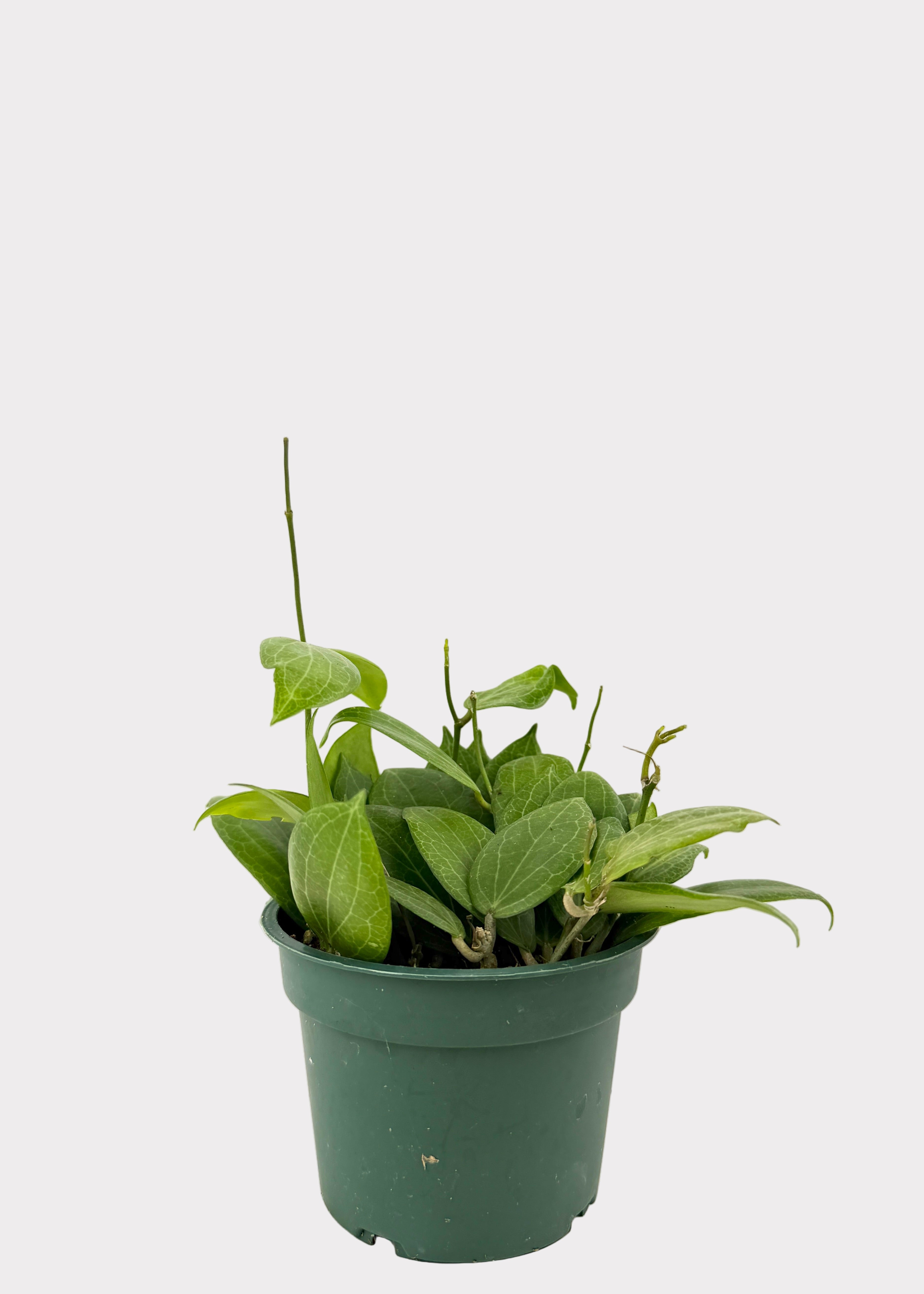 Hoya – Fitchii – Rainbow