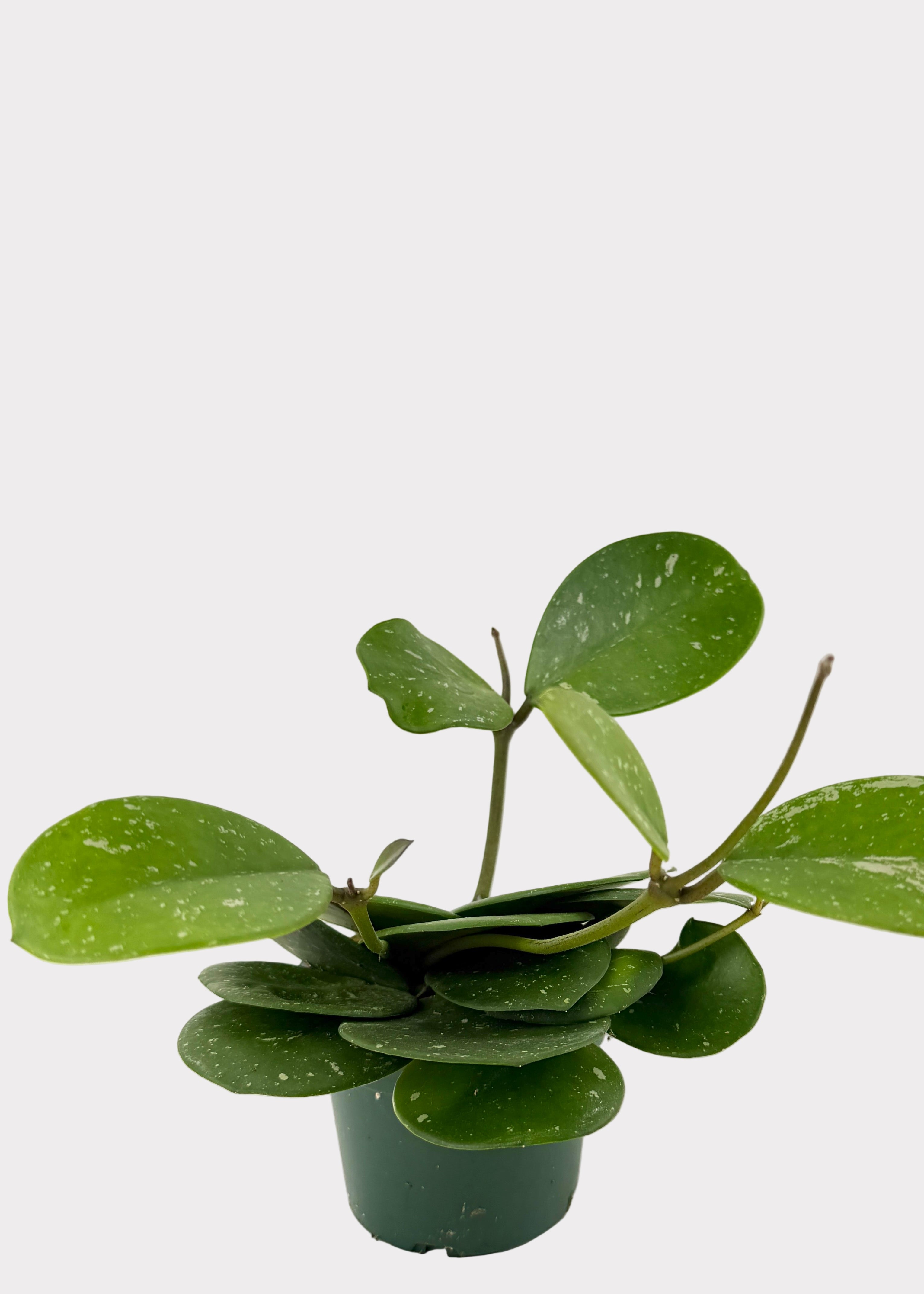 Hoya – Obovata – Rainbow