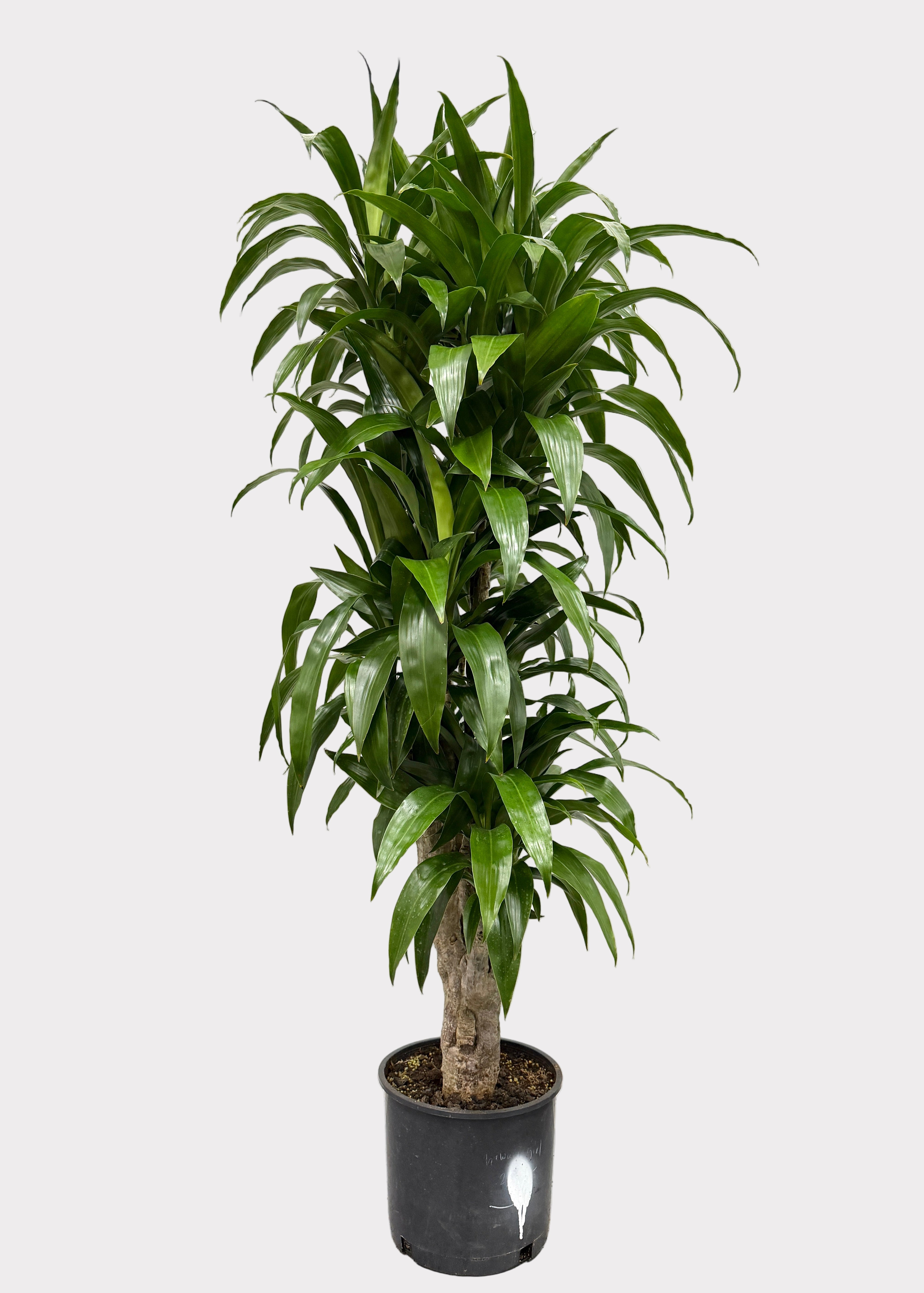 Dracaena – Lisa Stump – Rainbow